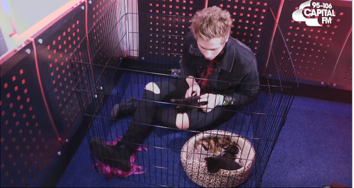Purrrrfection! 5SOS Play With Kittens On Camera And It's ADORABLE ...