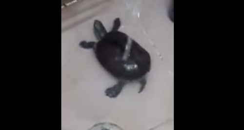 Move Over Miley! This Twerking Turtle Is Going Viral! - Capital